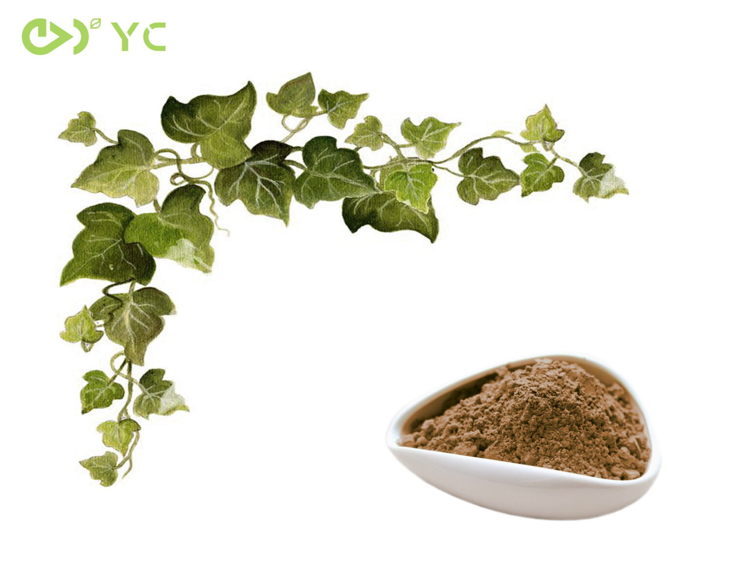 Ivy (Hedera Helix) Extract - YC BIOTECH