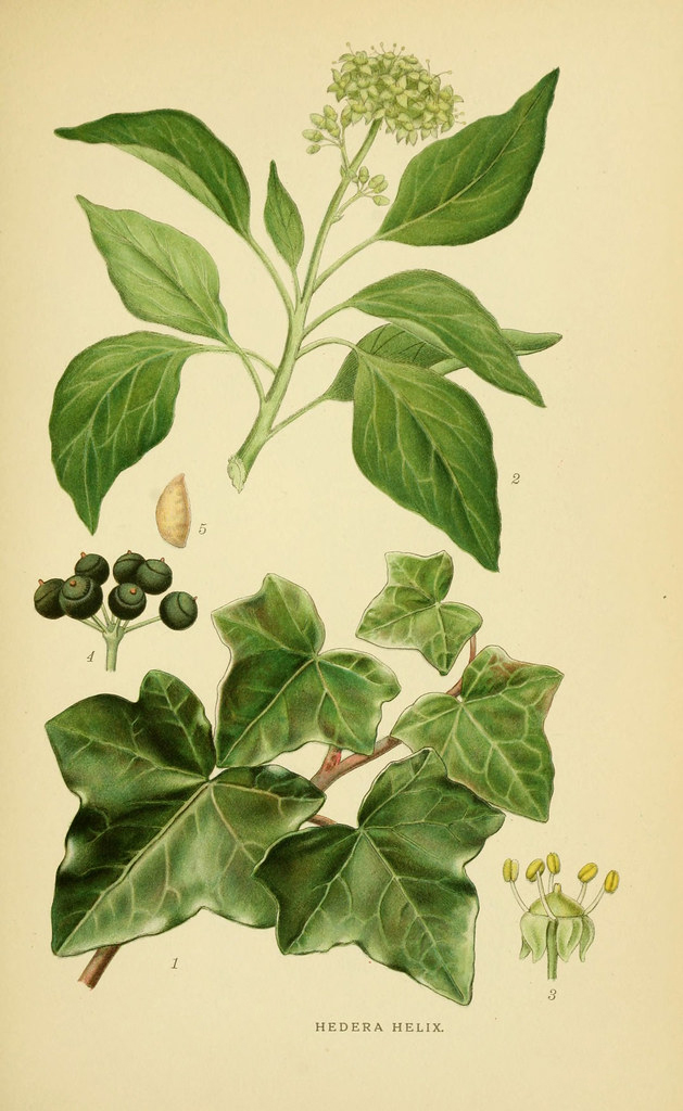 Ivy (Hedera Helix) Extract - YC BIOTECH